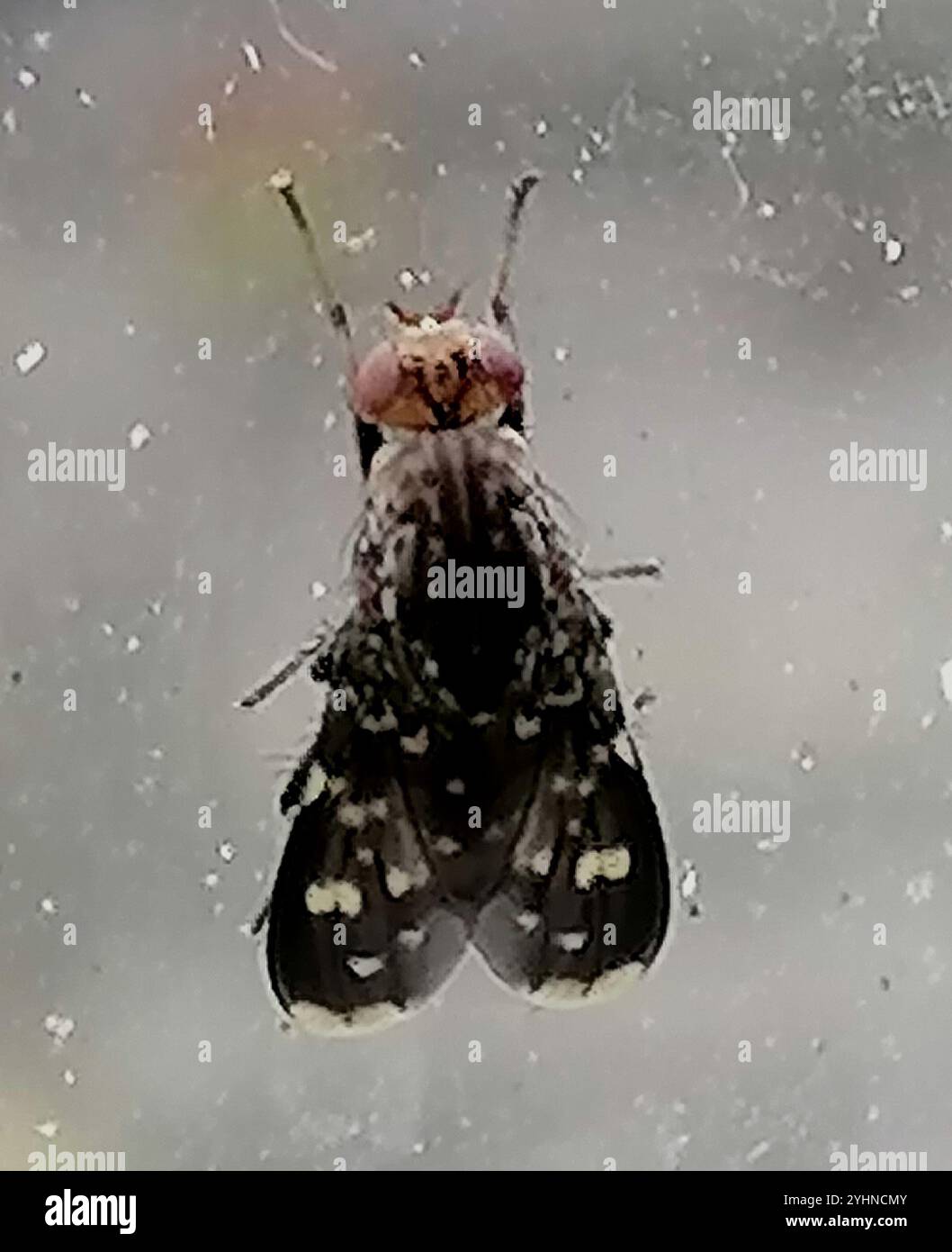Blackwing Rottingfly (Suillia picta Stock Photo - Alamy
