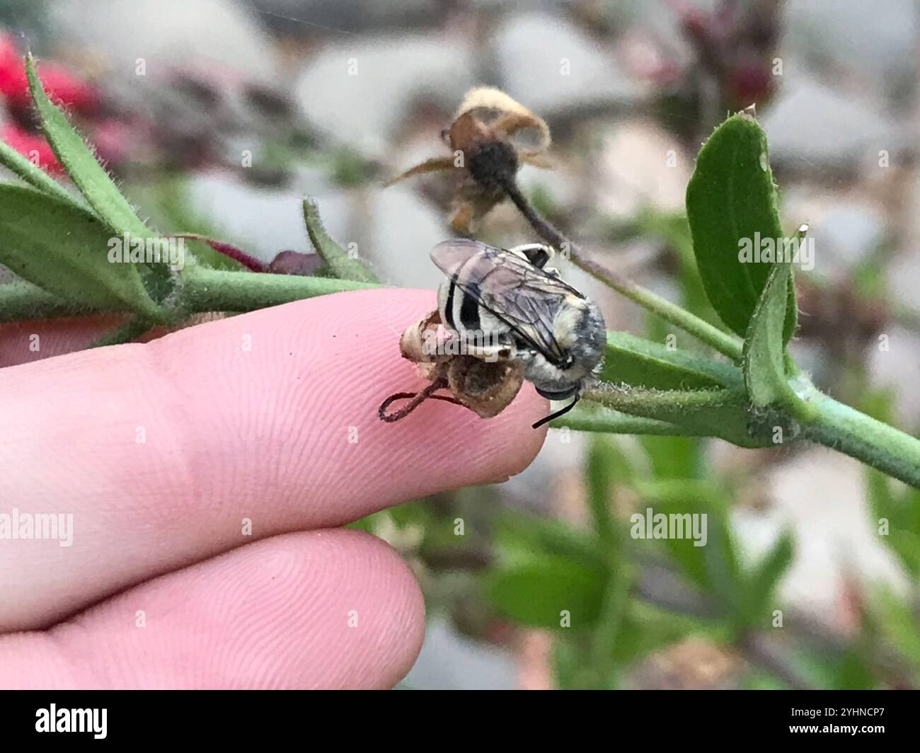 Anthophora urbana hi-res stock photography and images - Alamy