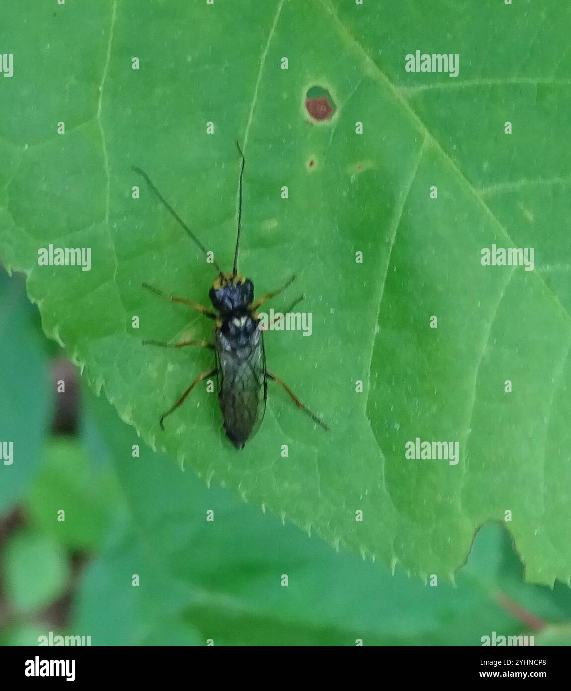 Web-spinning Sawflies (Pamphiliidae Stock Photo - Alamy