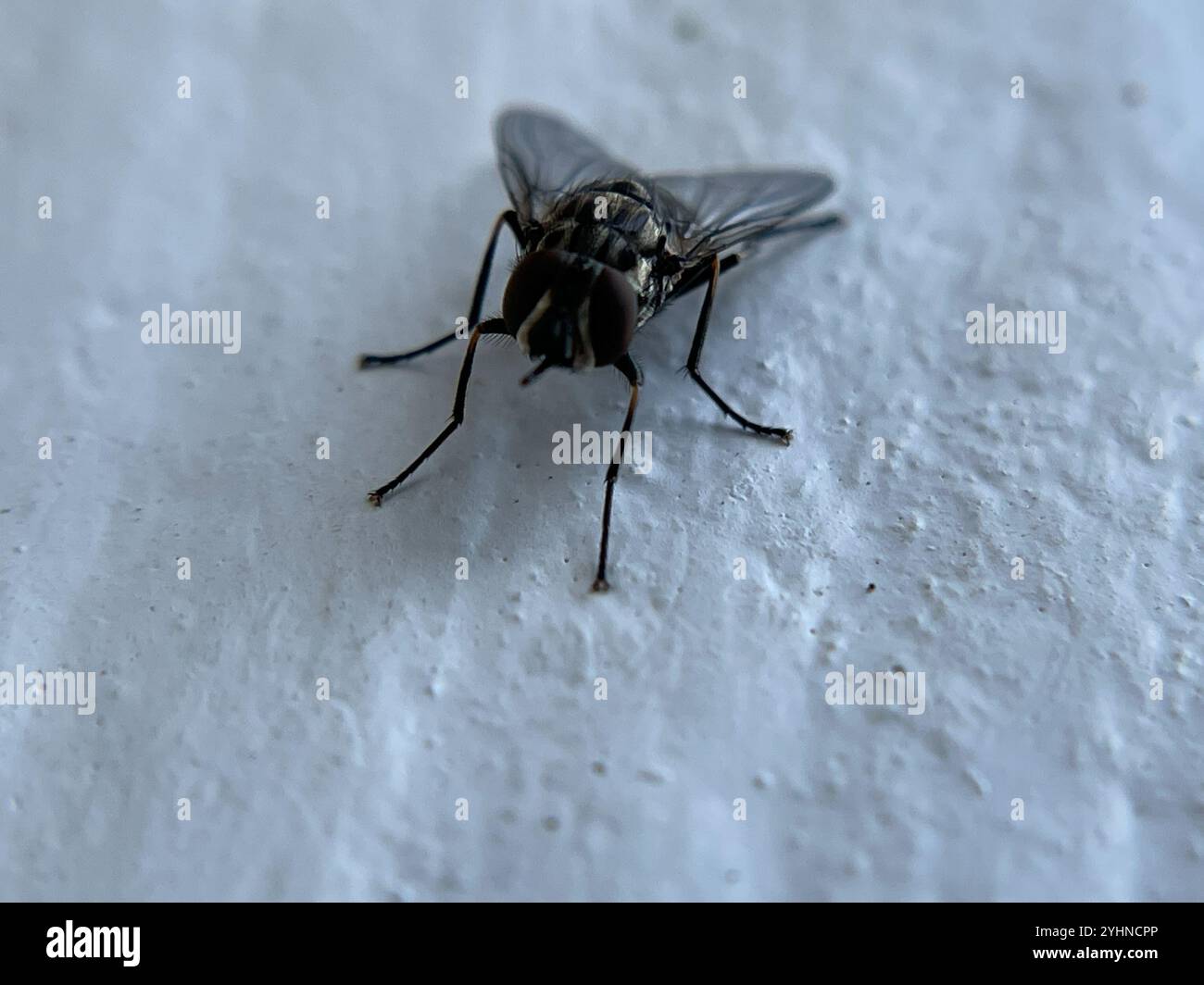 Stable Fly (Stomoxys calcitrans Stock Photo - Alamy