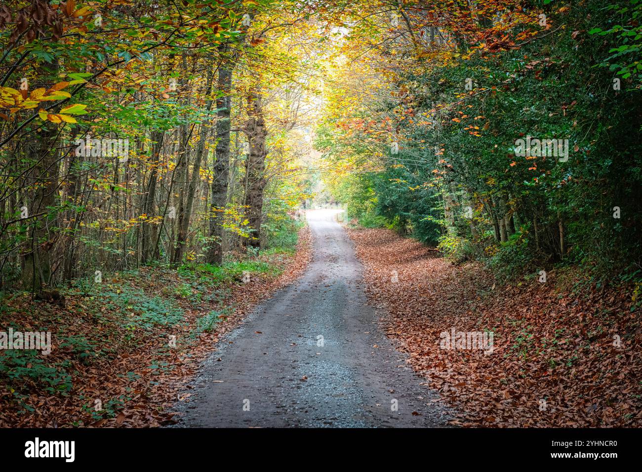 Autumn Colours in the woods at Bedgebury near Tunbridge Wells in Kent ...