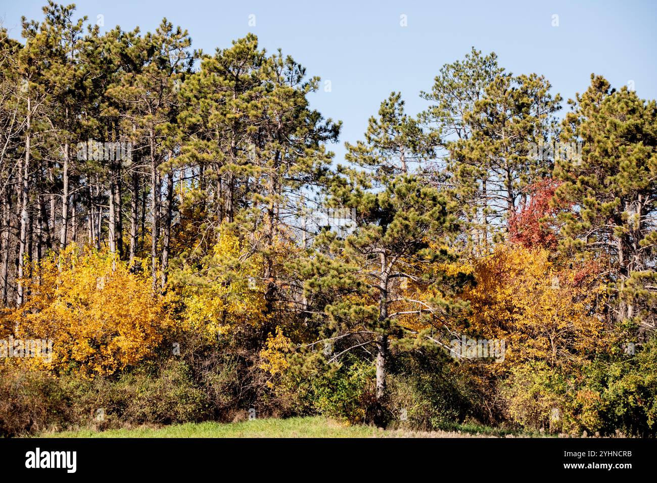 Fall forest landscape with trees of various sizes and blue sky ...