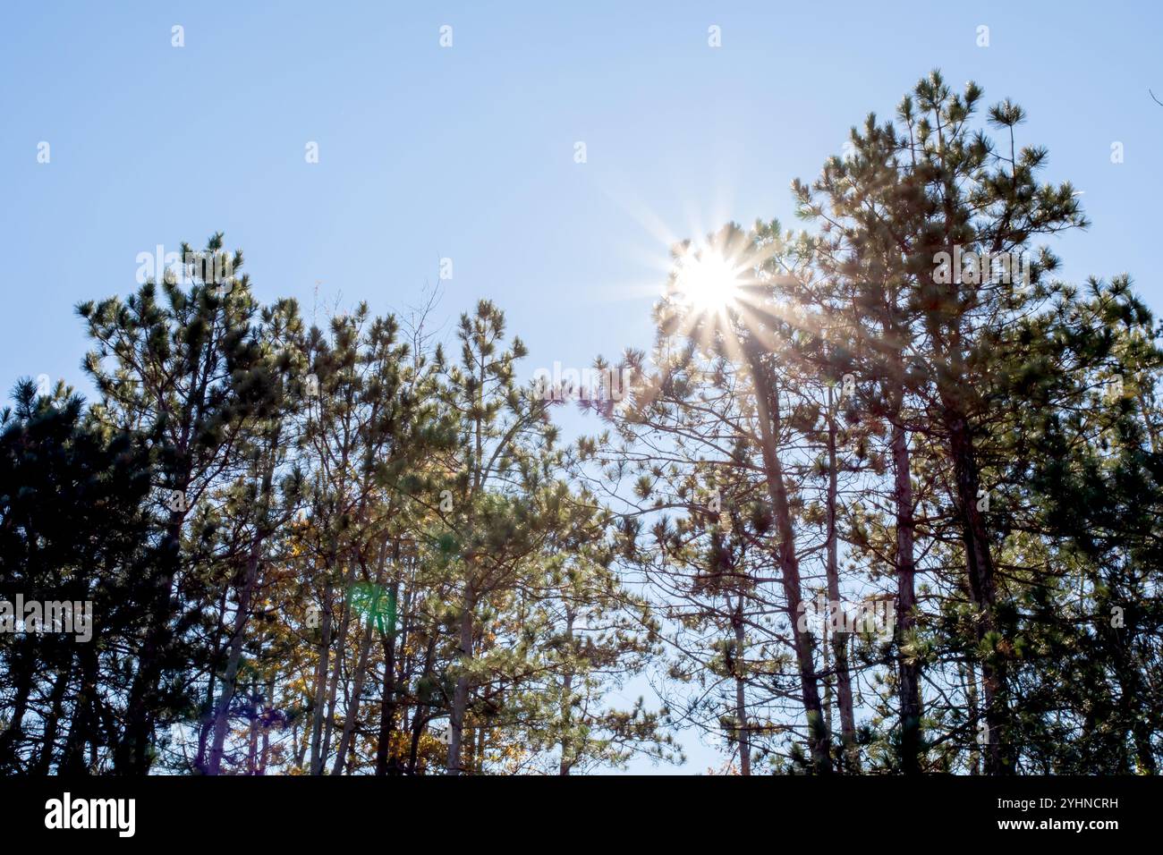 Forest landscape trees sun hi-res stock photography and images - Alamy