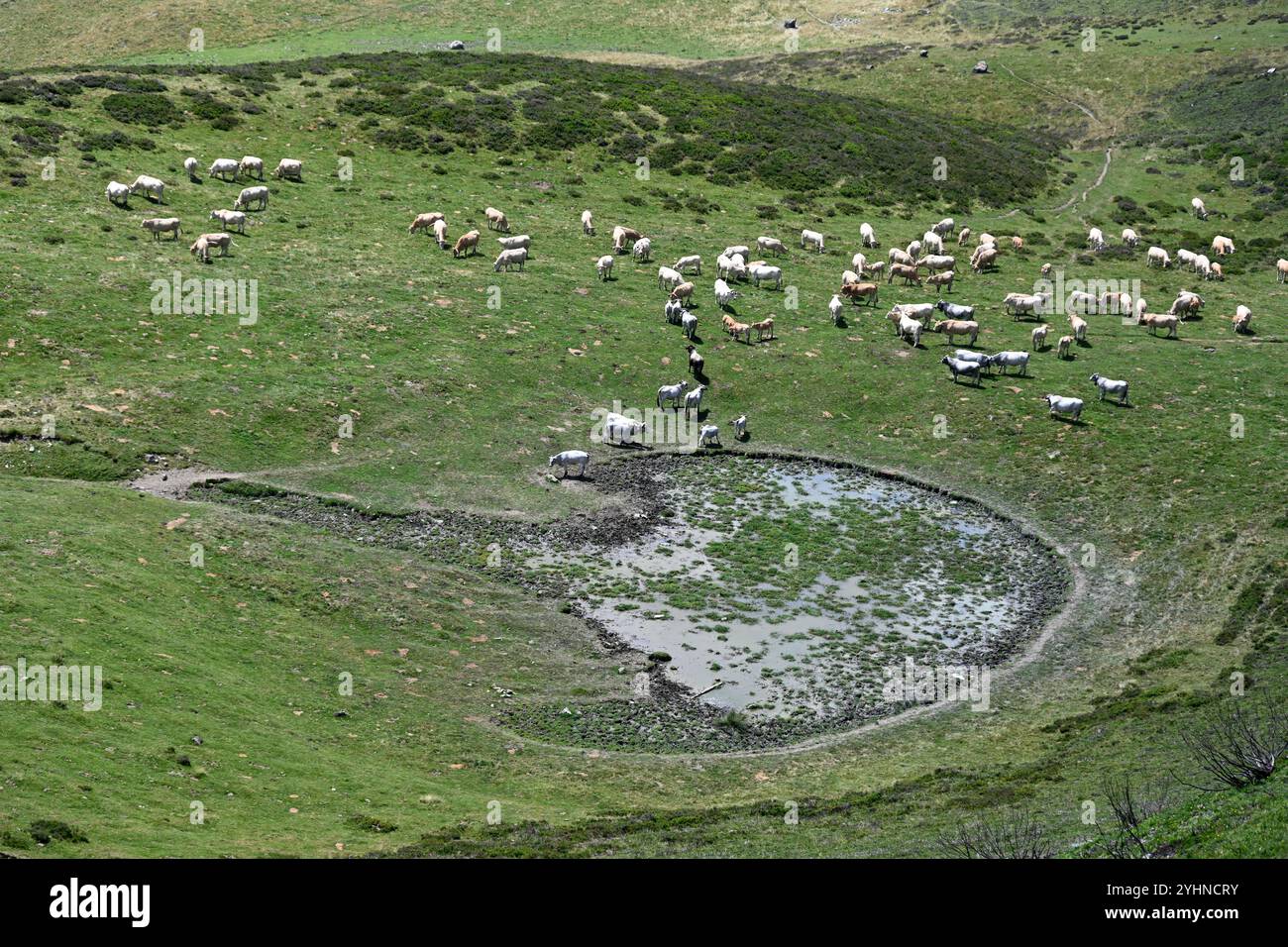 Drought, Dry or Dried Lake or Dried Water Hole & Herd of Cattle on ...