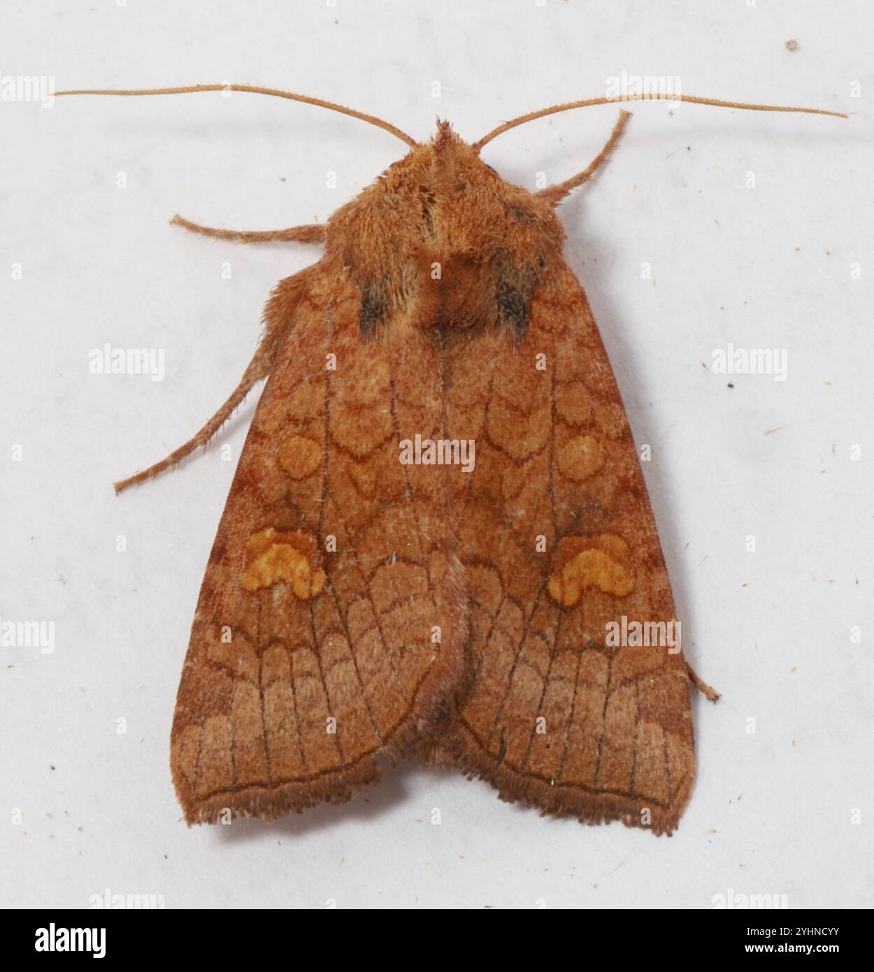 American Ear Moth (Amphipoea americana Stock Photo - Alamy