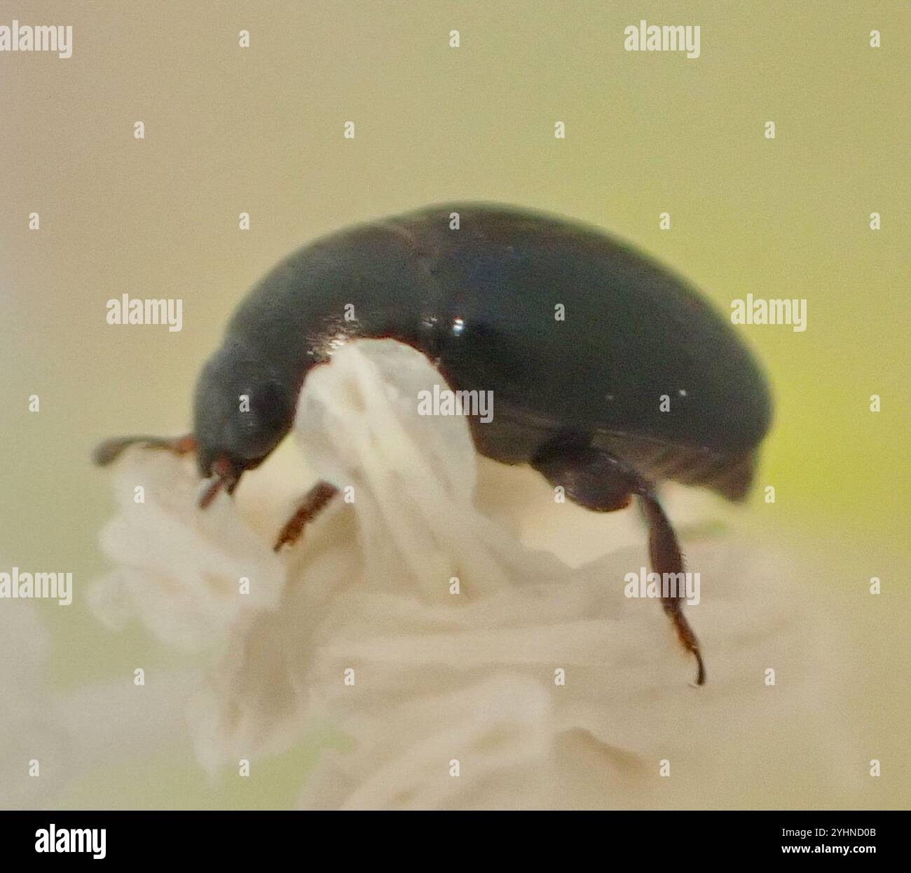 Pollen Beetles (Meligethinae Stock Photo - Alamy