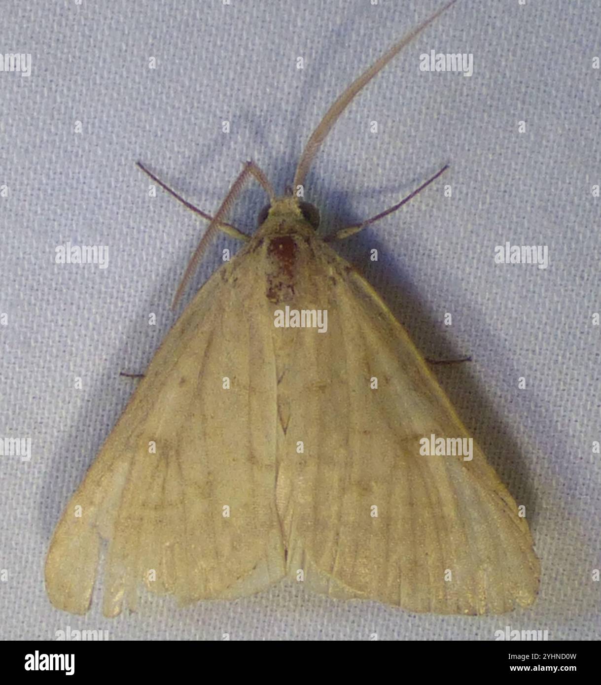 Vetch Looper Moth (Caenurgia chloropha Stock Photo - Alamy