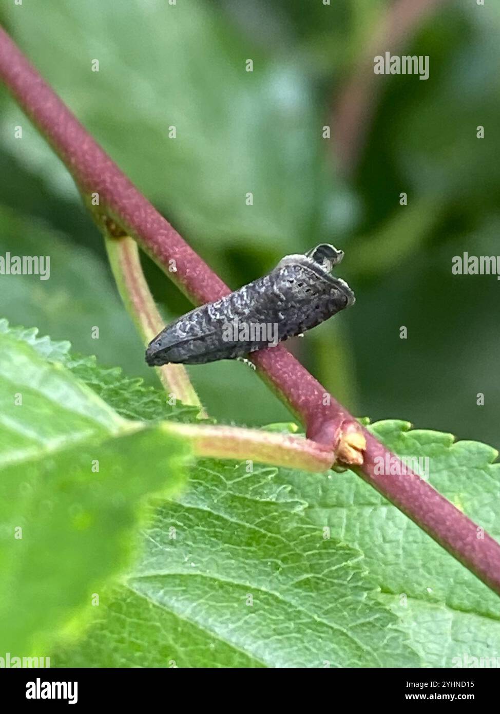 Plum Fruit Moth (Aspila funebrana Stock Photo - Alamy