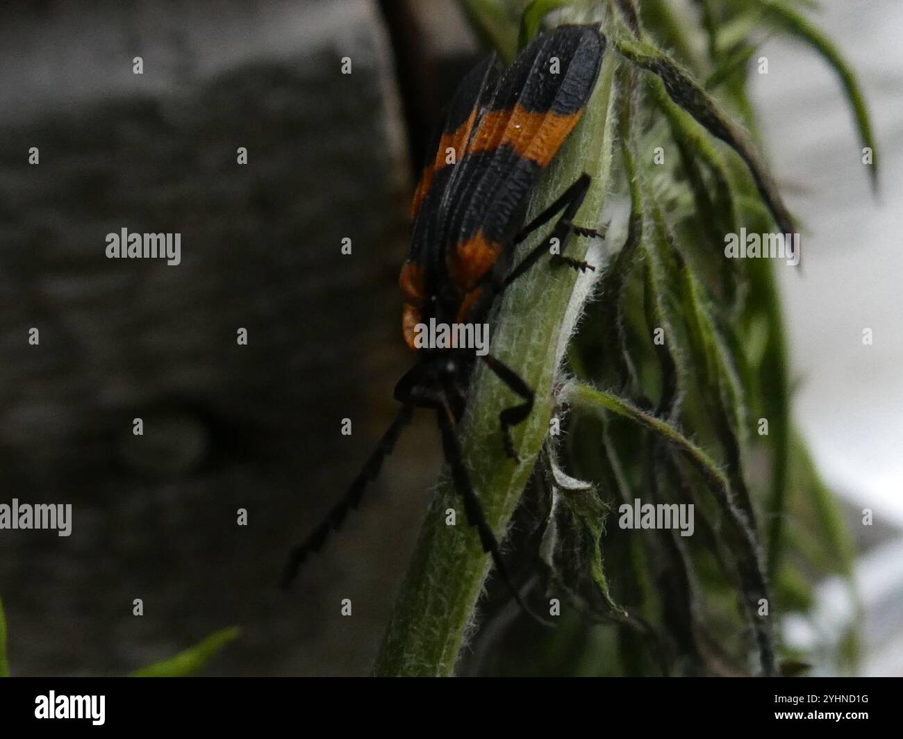 Reticulated net winged beetle hi-res stock photography and images - Alamy