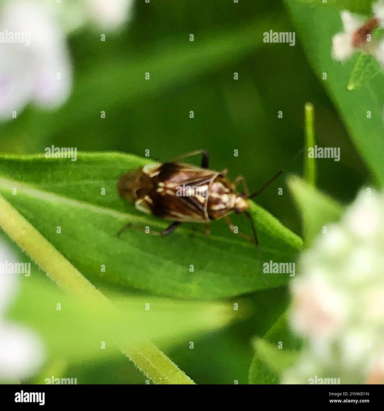 North American Tarnished Plant Bug (Lygus lineolaris Stock Photo - Alamy