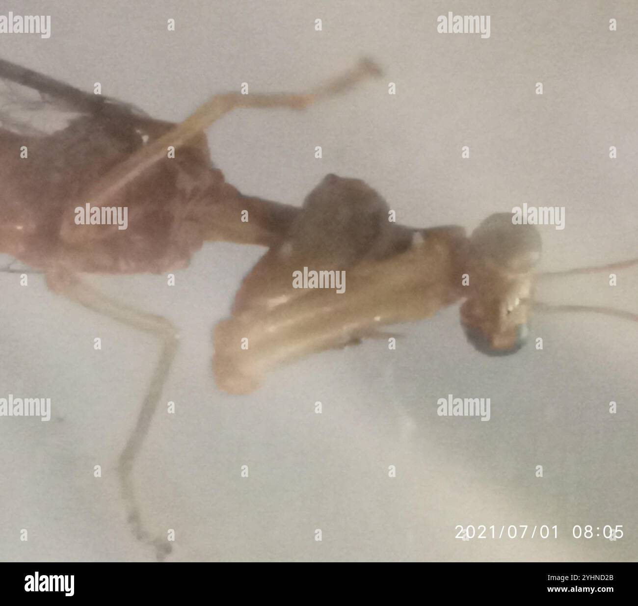 Styrian praying lacewing (Mantispa styriaca Stock Photo - Alamy