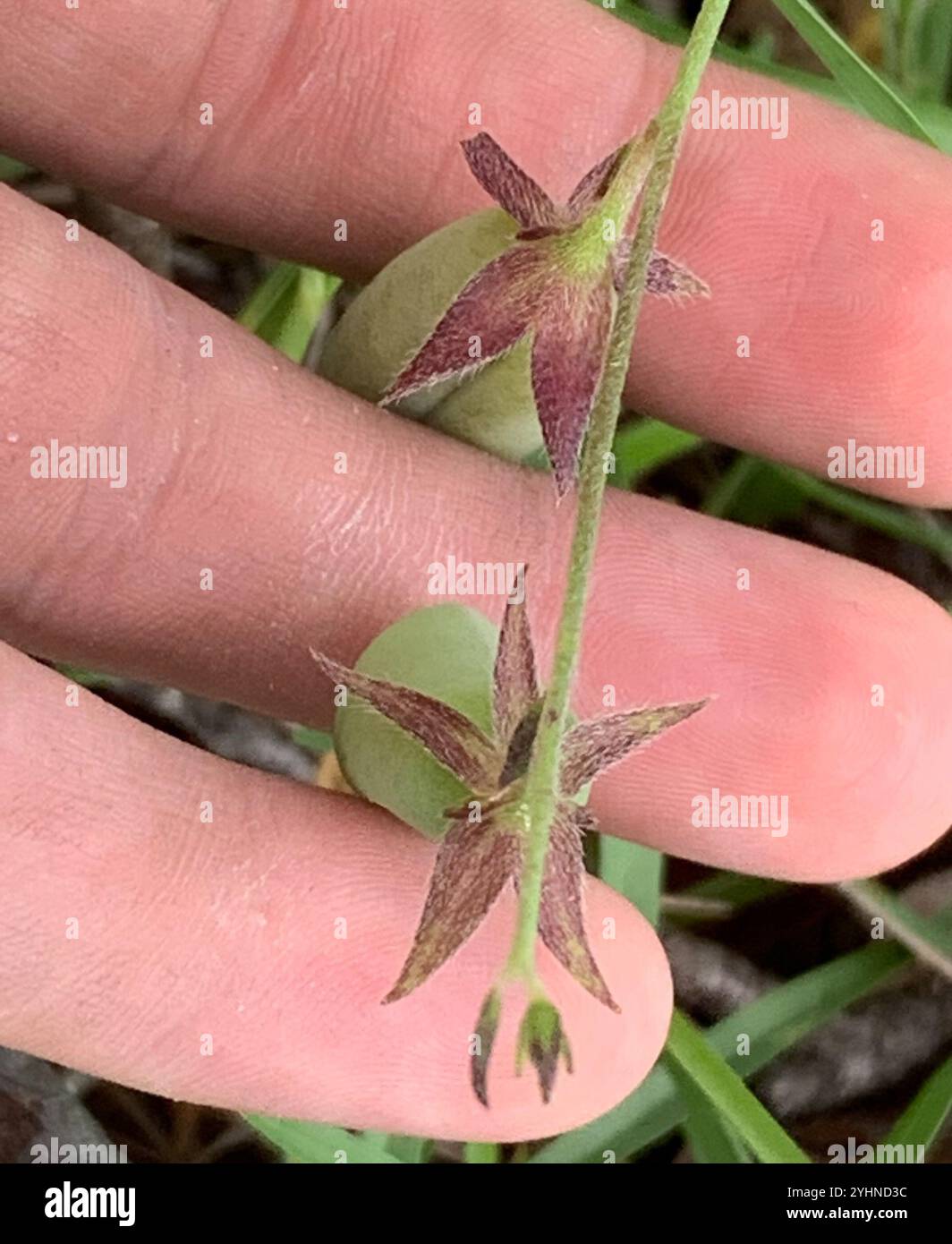 Rabbitbells (Crotalaria rotundifolia Stock Photo - Alamy