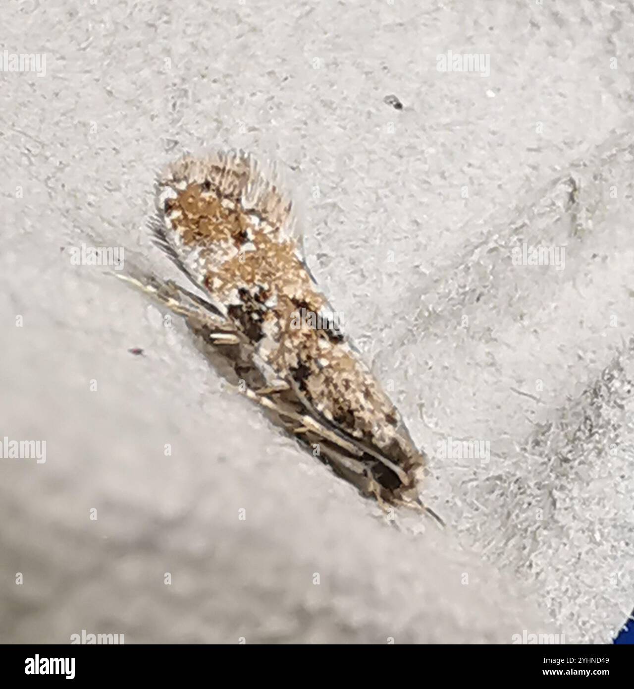 Cork Moth (Nemapogon cloacella Stock Photo - Alamy