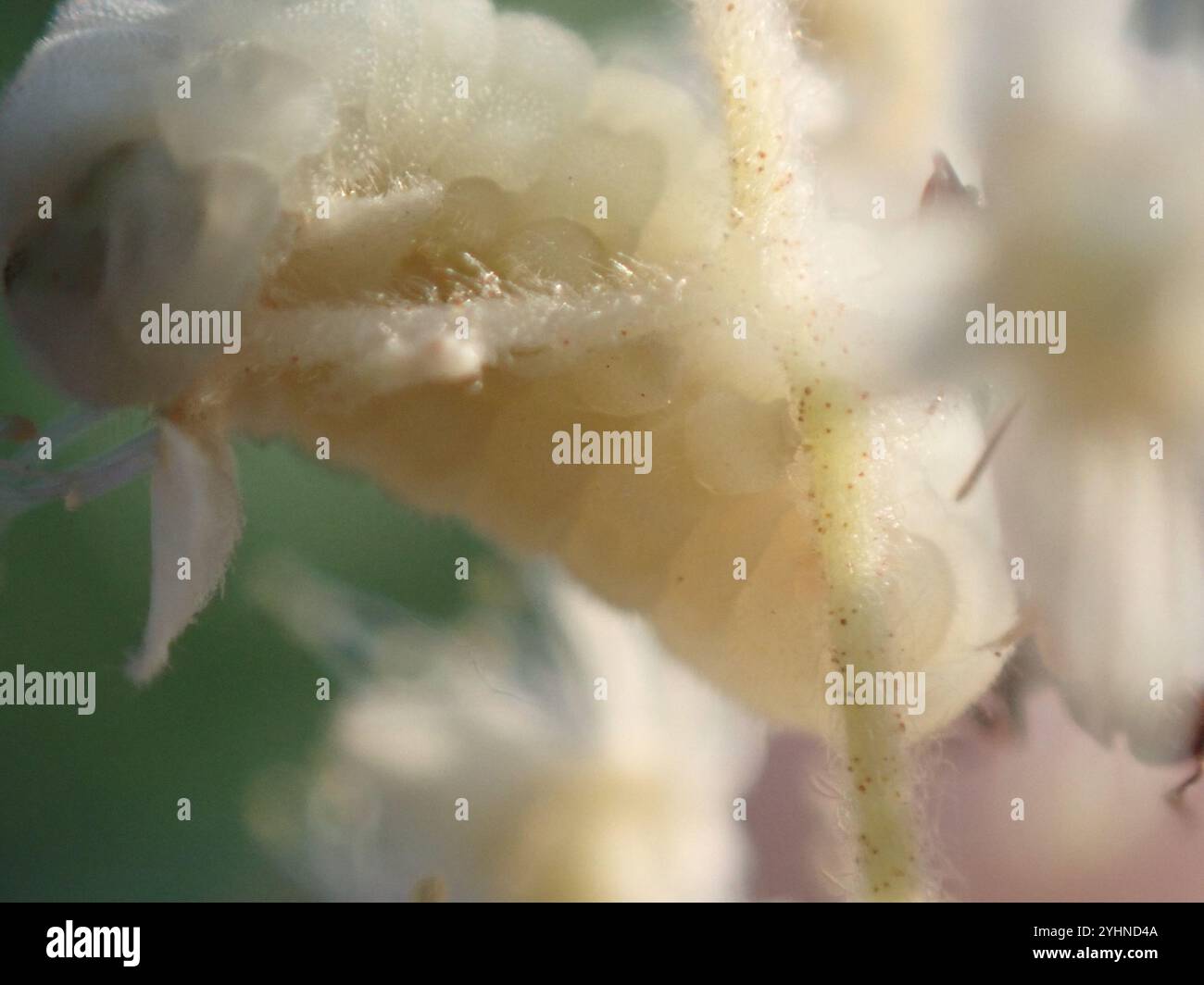 Gossamer-winged Butterflies (Lycaenidae Stock Photo - Alamy