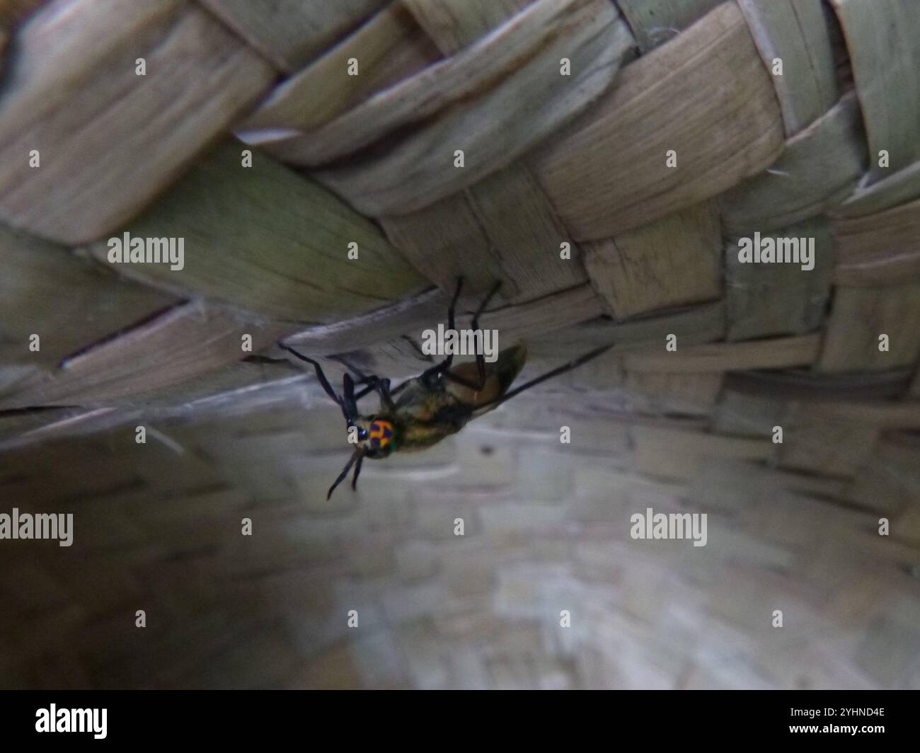 Twin-lobed Deer Fly (Chrysops relictus Stock Photo - Alamy