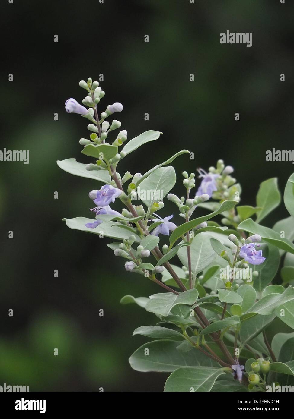 Beach Vitex (Vitex rotundifolia Stock Photo - Alamy
