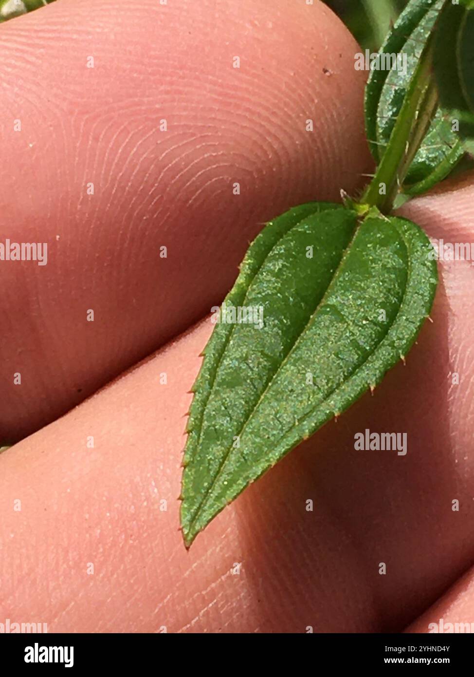 Maryland meadowbeauty (Rhexia mariana Stock Photo - Alamy