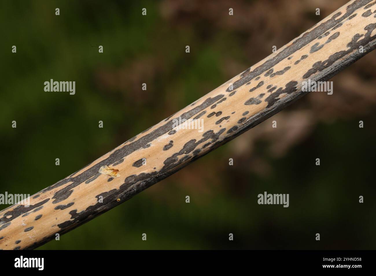 Bracken Map (Rhopographus filicinus Stock Photo - Alamy