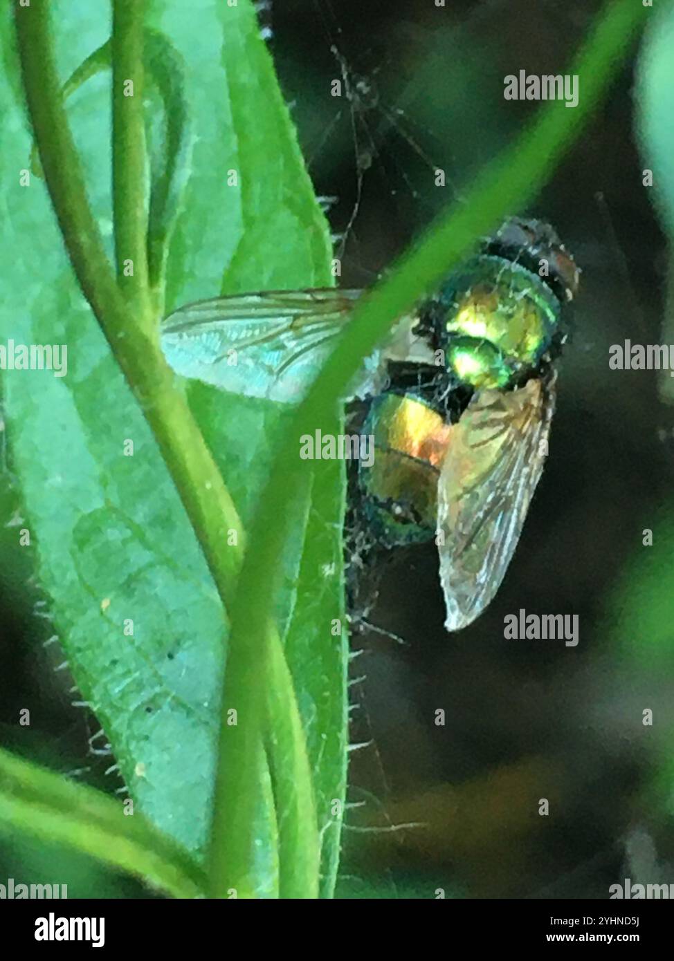 Common European Greenbottle Fly (Lucilia sericata Stock Photo - Alamy