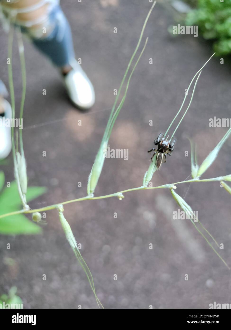Sylvan Jumping Spider (Colonus sylvanus Stock Photo - Alamy
