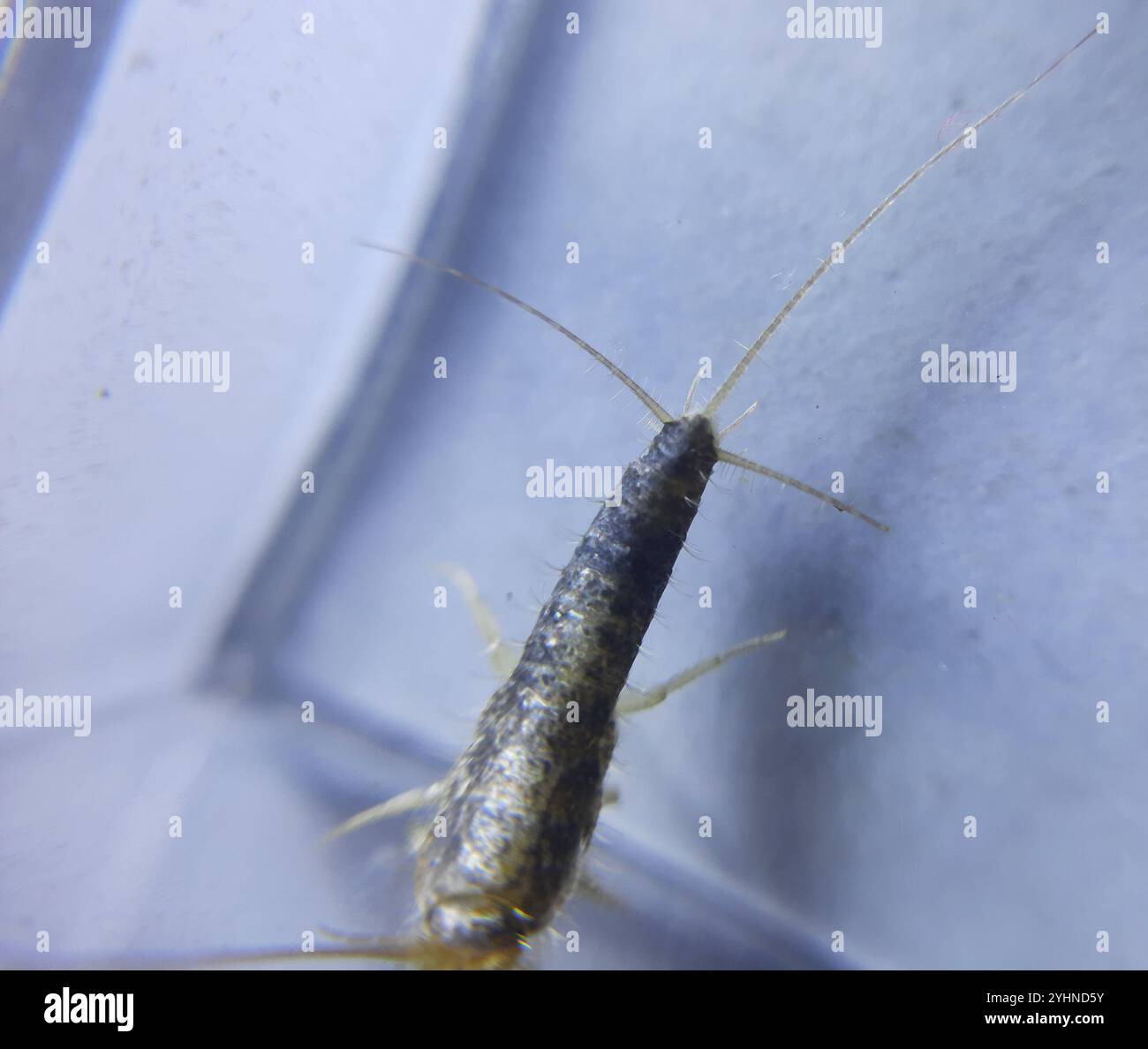 Long tailed silverfish hi-res stock photography and images - Alamy