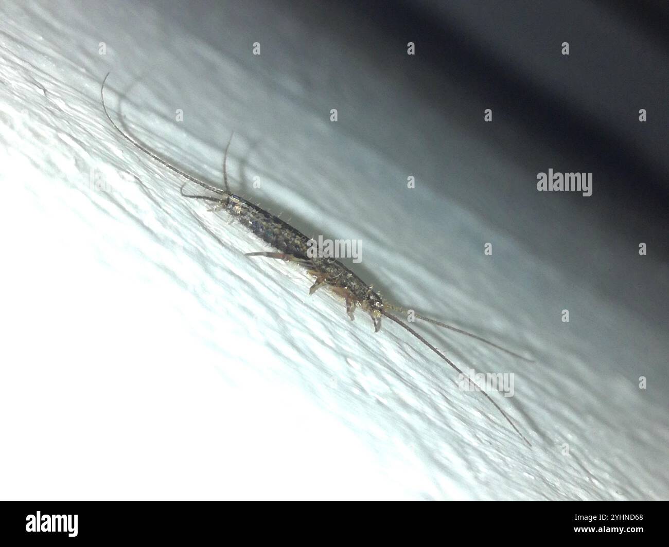 Ctenolepisma lineatum hi-res stock photography and images - Alamy