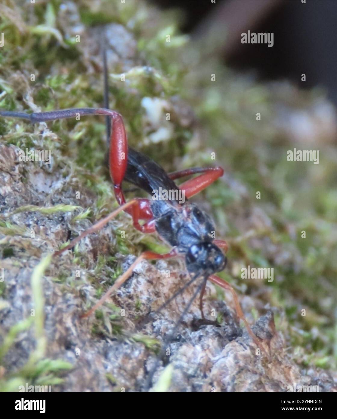 Ichneumonid and Braconid Wasps (Ichneumonoidea Stock Photo - Alamy