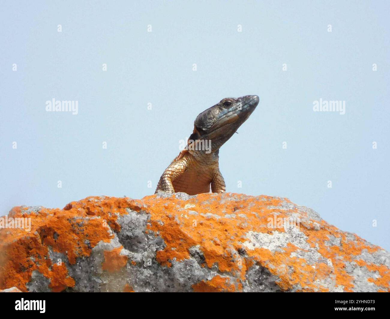 Highveld Crag Lizard (Pseudocordylus melanotus Stock Photo - Alamy