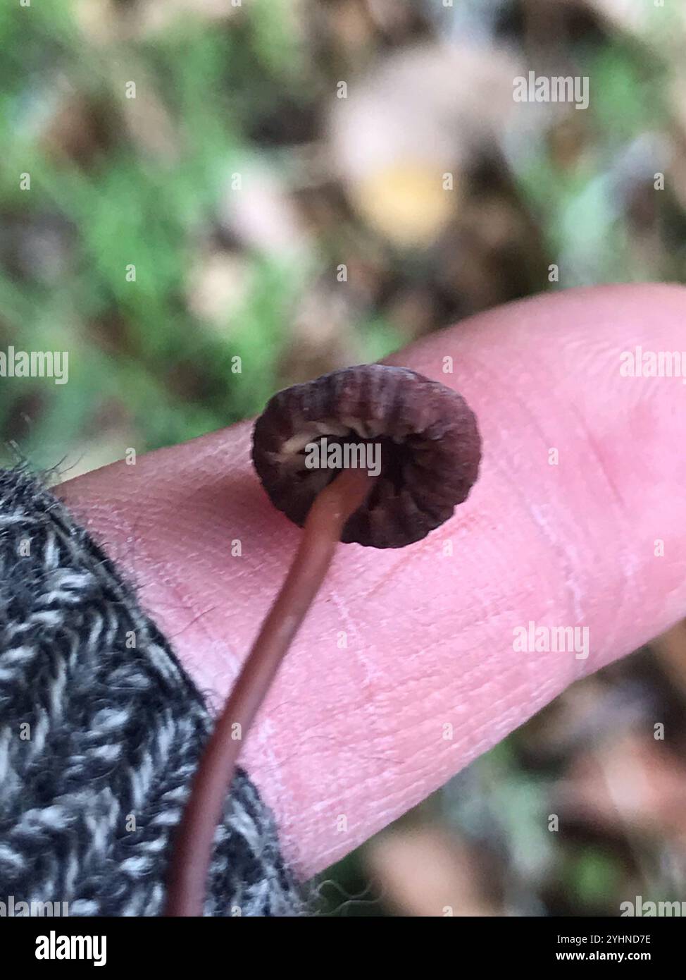 red pinwheel (Marasmius plicatulus Stock Photo - Alamy
