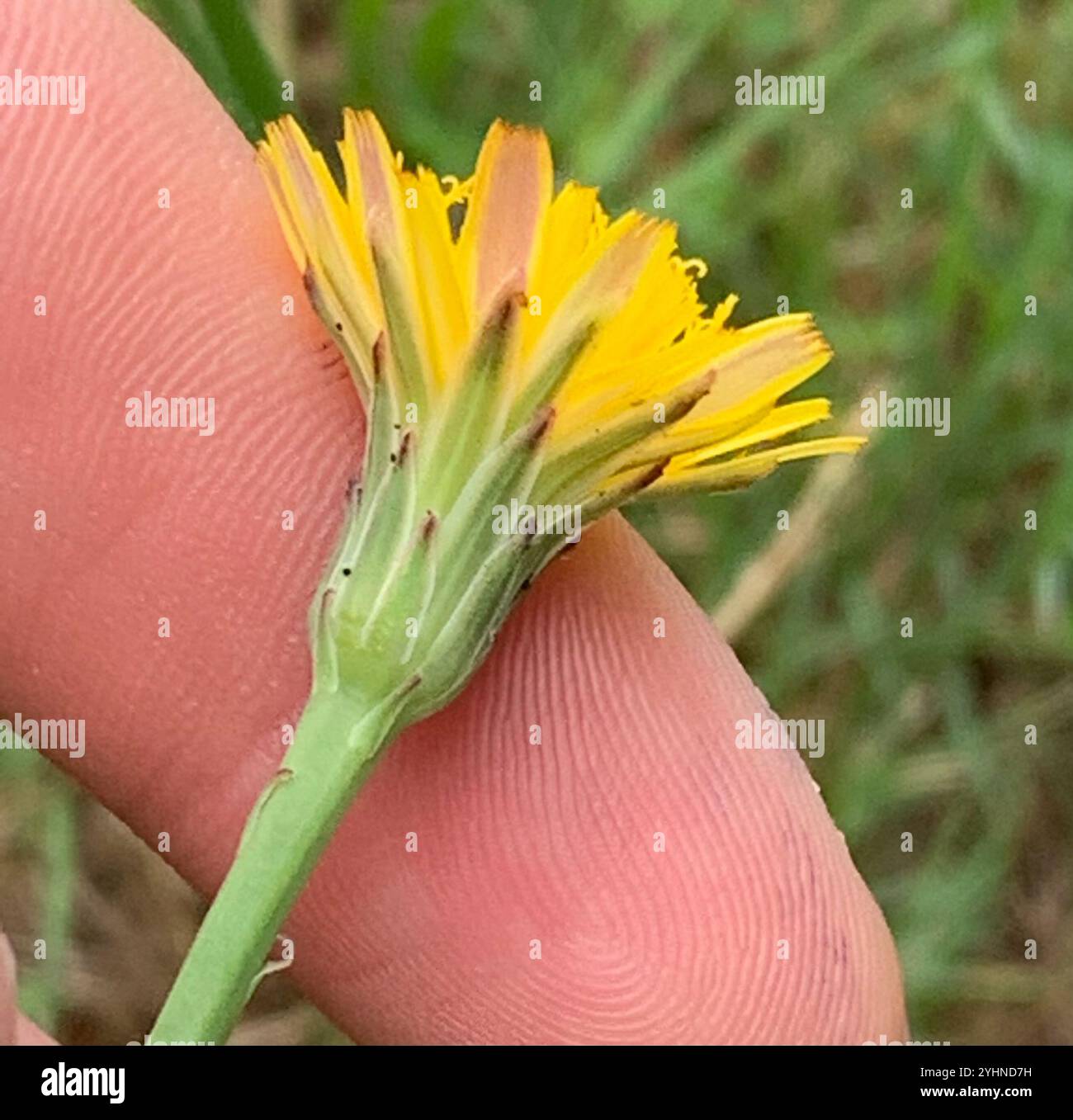 Common Cat's-ear (Hypochaeris radicata Stock Photo - Alamy