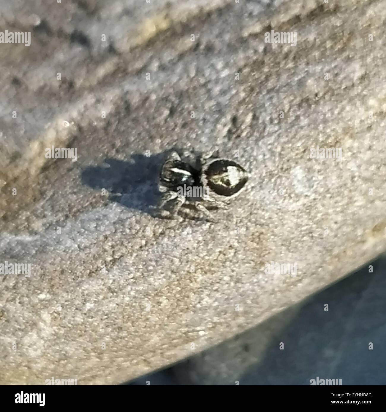 Attulus hi-res stock photography and images - Alamy