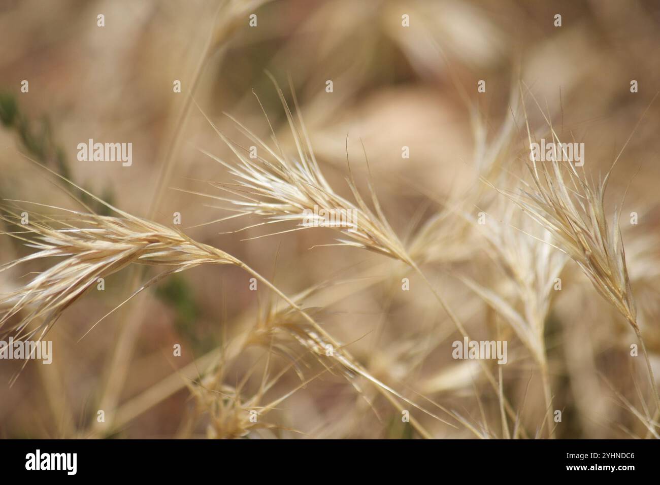 Red brome bromus rubens hi-res stock photography and images - Alamy