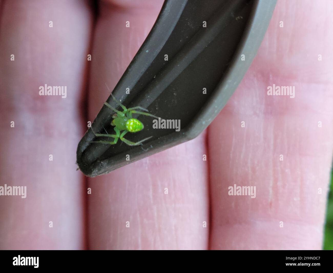 Angulate and Roundshouldered Orbweavers (Araneus Stock Photo - Alamy