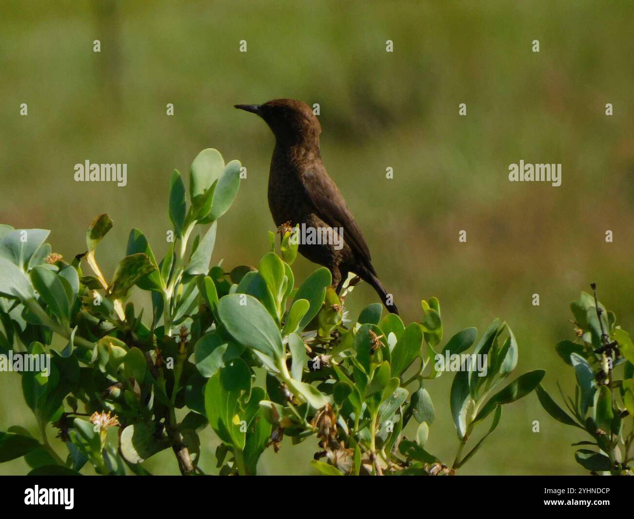 Southern Anteater-Chat (Myrmecocichla formicivora Stock Photo - Alamy