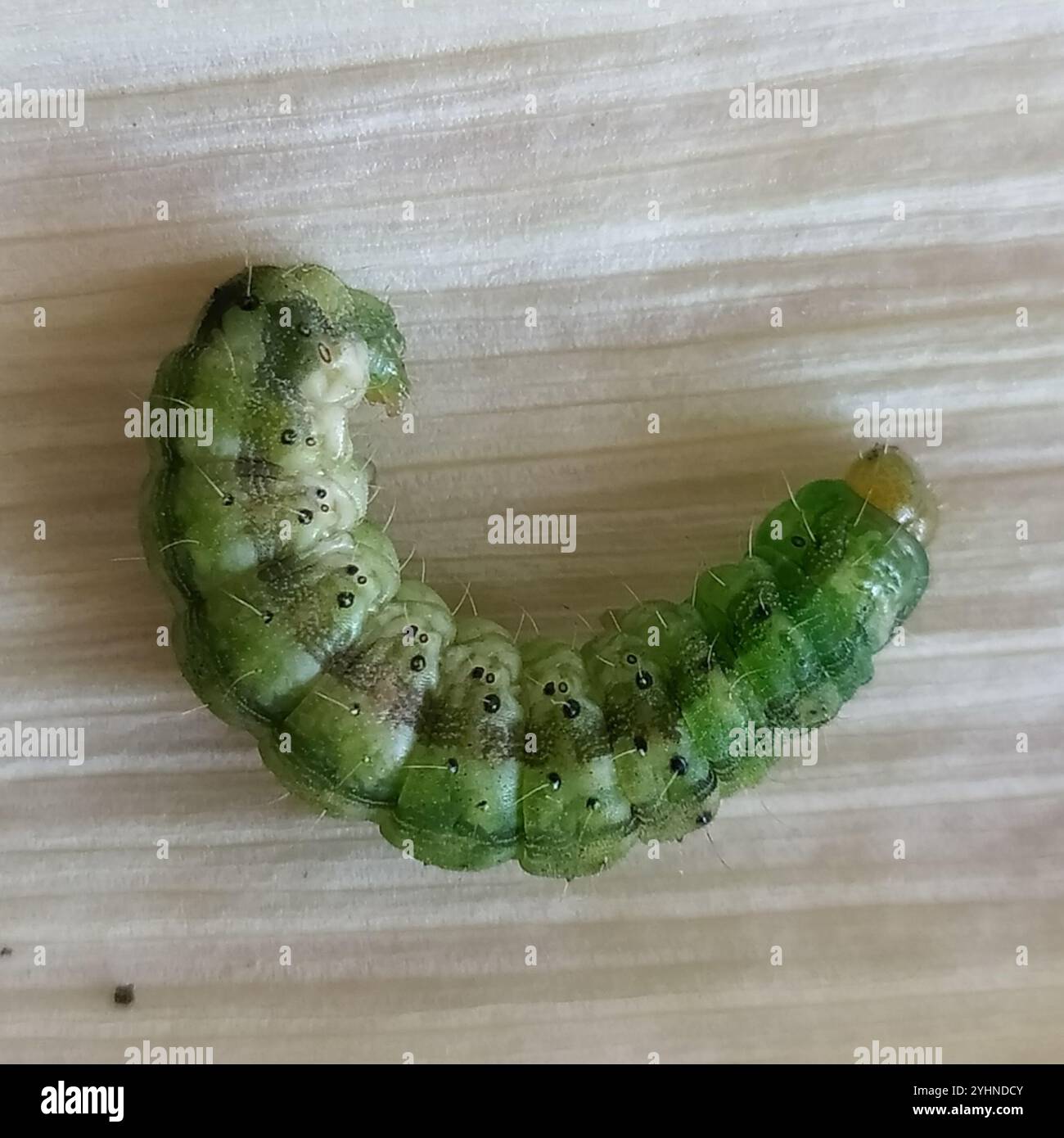 Cotton Bollworm Moth (Helicoverpa armigera Stock Photo - Alamy