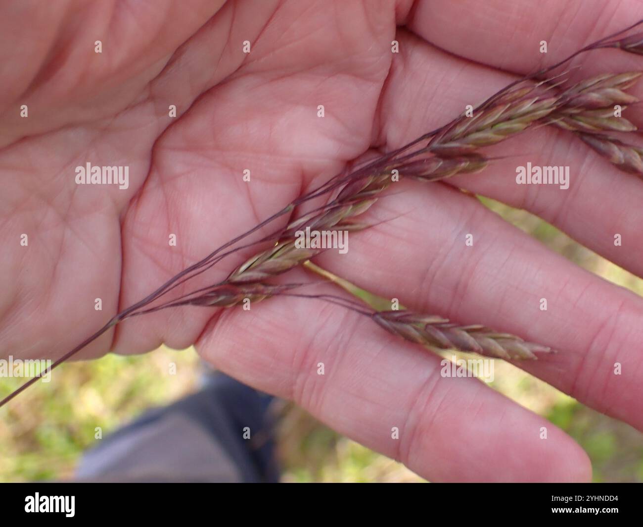 Rye brome hi-res stock photography and images - Alamy