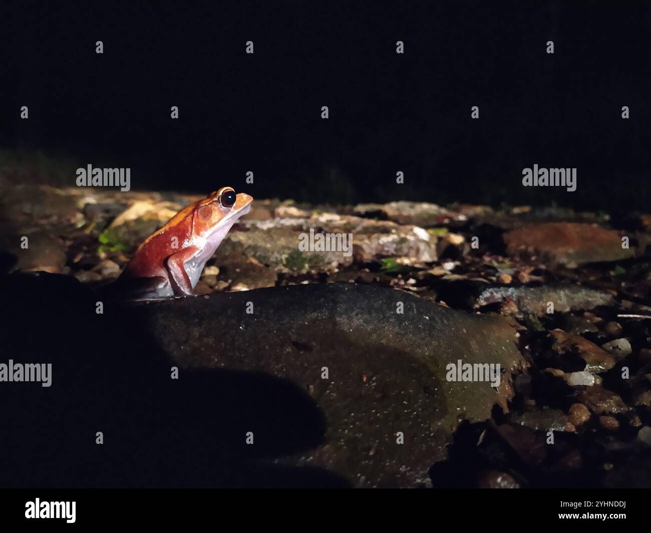 Clinotarsus curtipes hi-res stock photography and images - Alamy