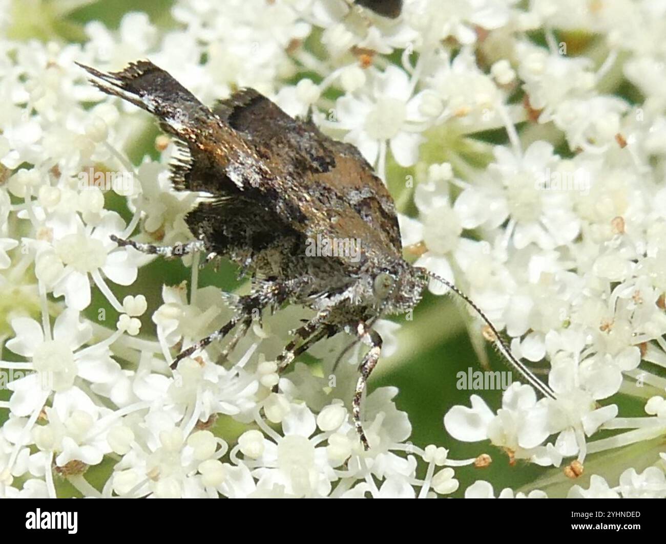 Apple Leaf Skeletonizer Moth (Choreutis pariana Stock Photo - Alamy