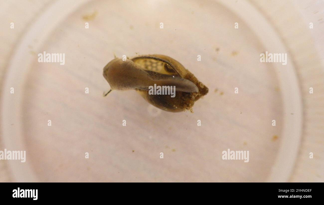 Bladder Snails (Physidae Stock Photo - Alamy