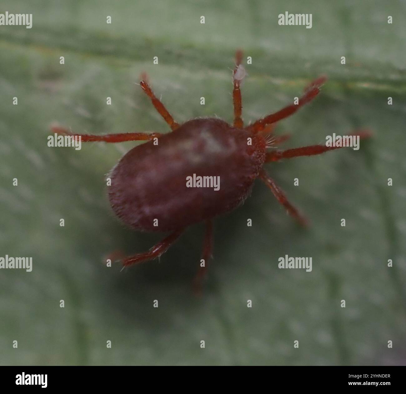 Sidewalk Mites (Balaustium Stock Photo - Alamy