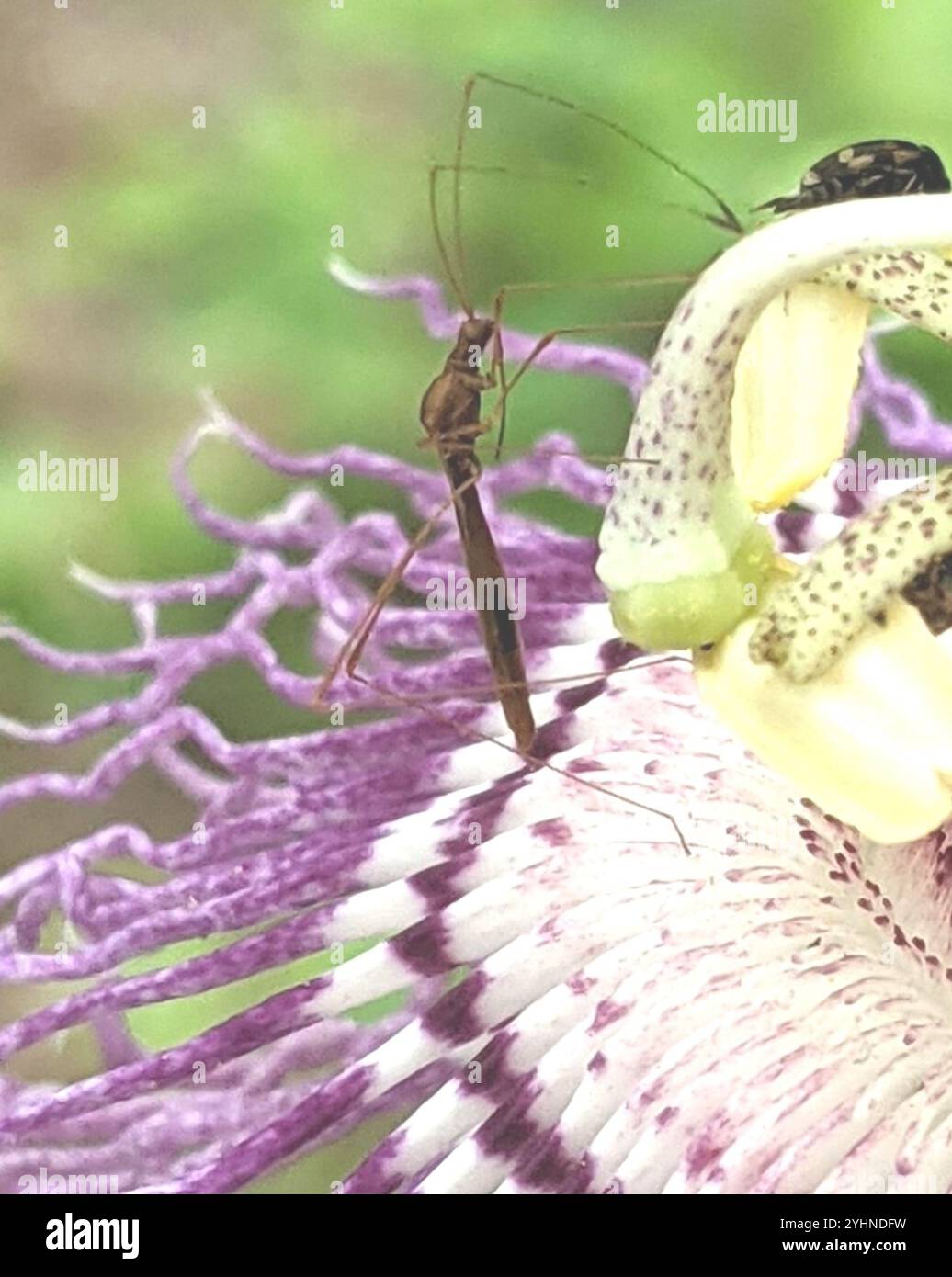 Stilt Bugs (Berytidae Stock Photo - Alamy