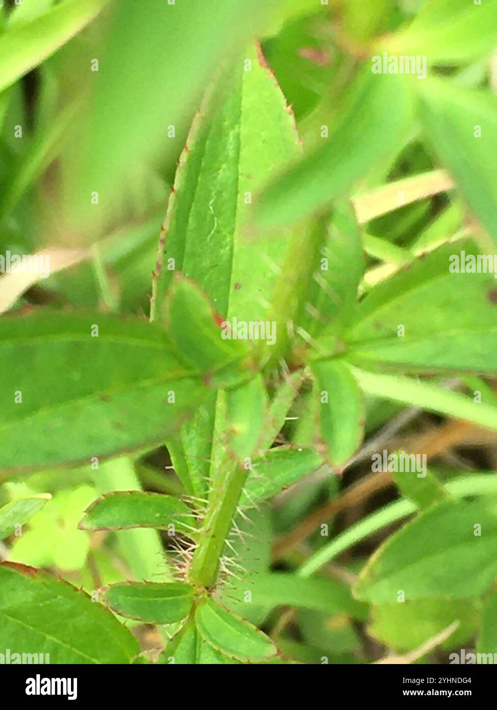 Maryland meadowbeauty (Rhexia mariana Stock Photo - Alamy