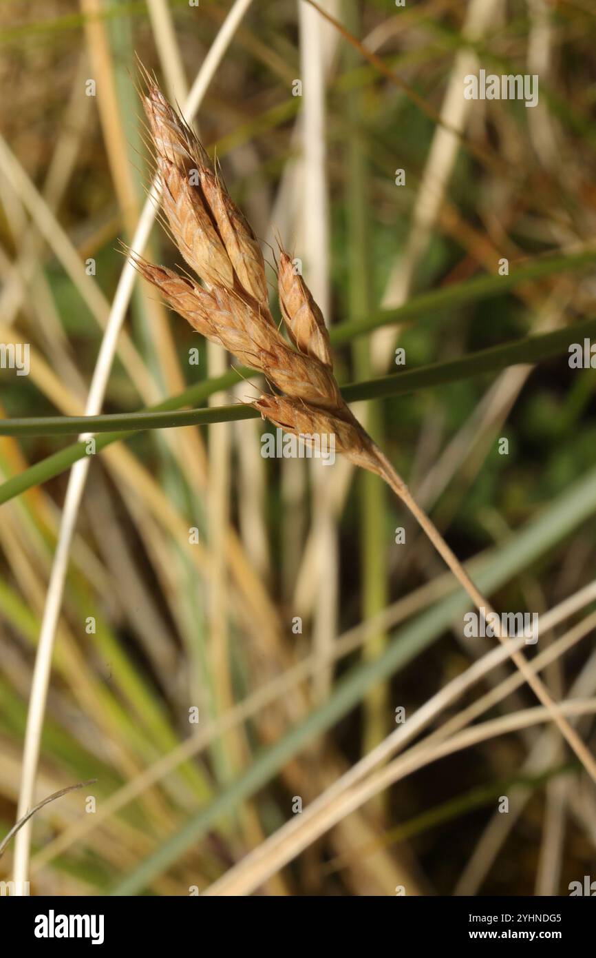 common soft brome (Bromus hordeaceus Stock Photo - Alamy