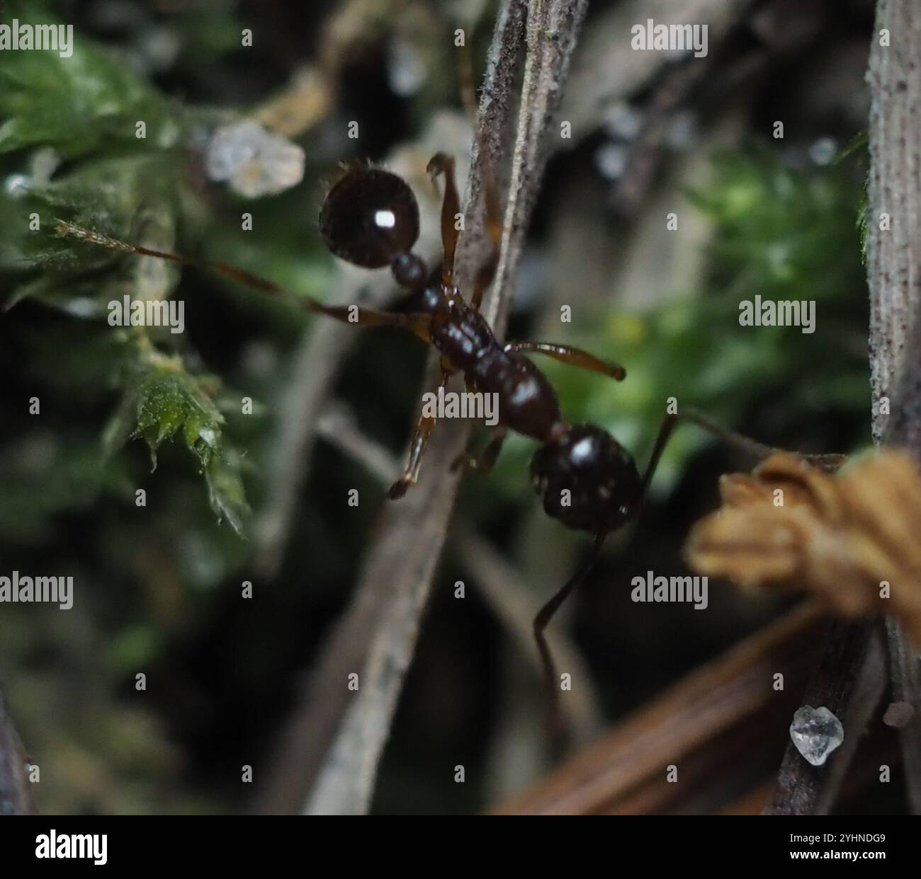 Pitch-black Collared Ant (Aphaenogaster picea Stock Photo - Alamy