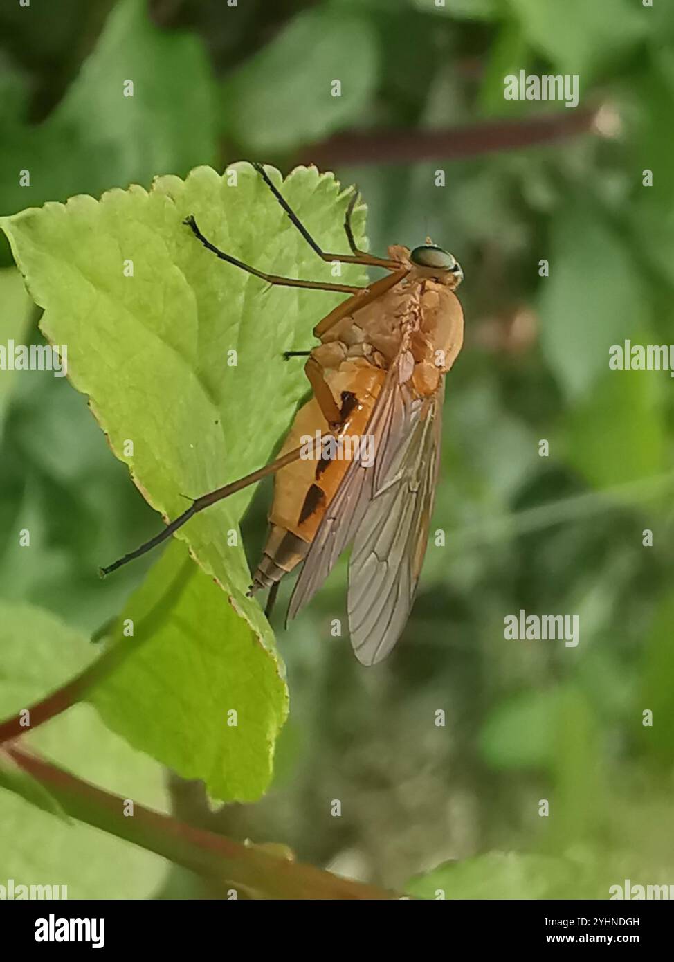 Marsh Snipe Fly (Rhagio tringarius Stock Photo - Alamy