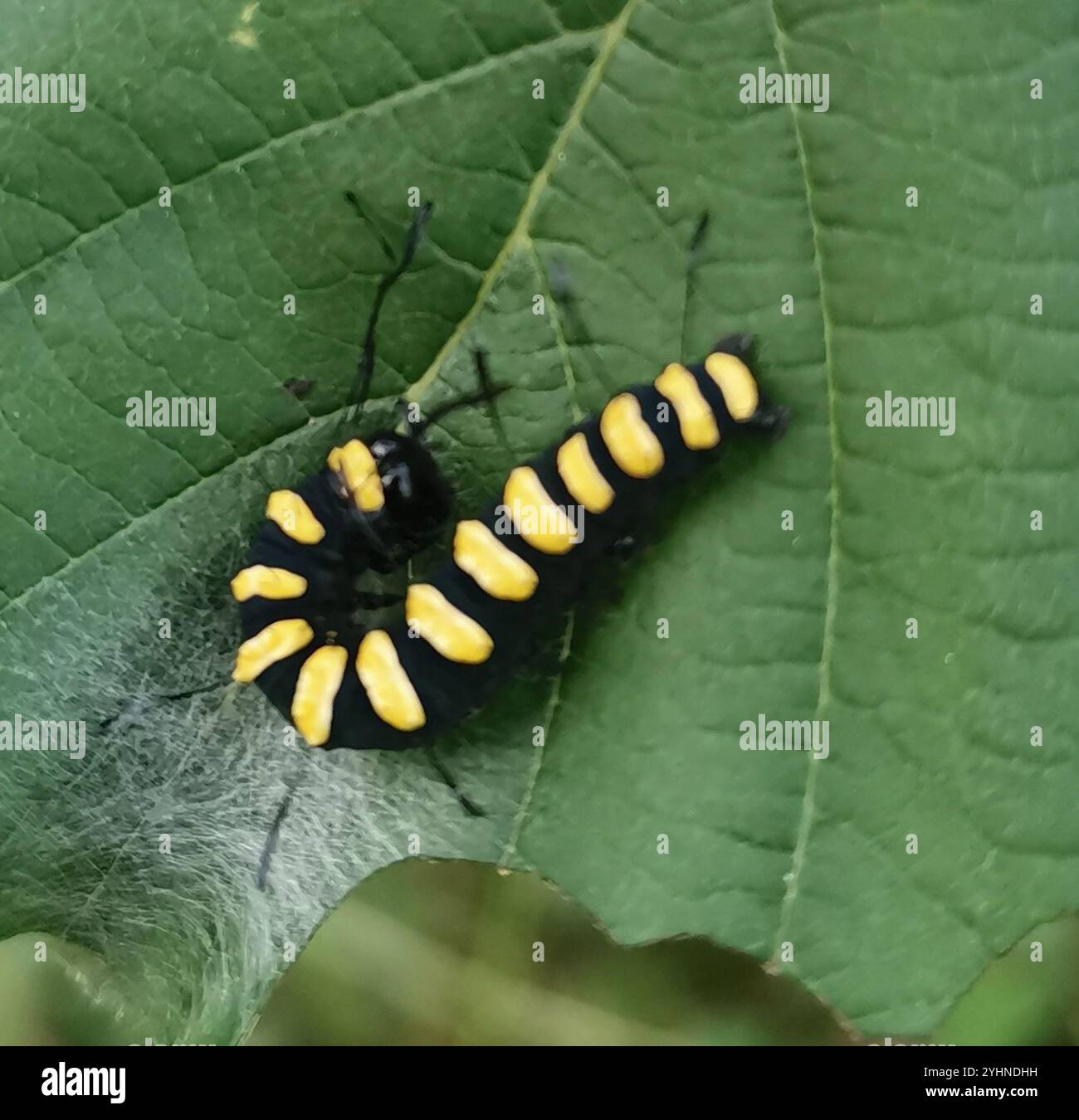 Alder Moth (Acronicta alni Stock Photo - Alamy