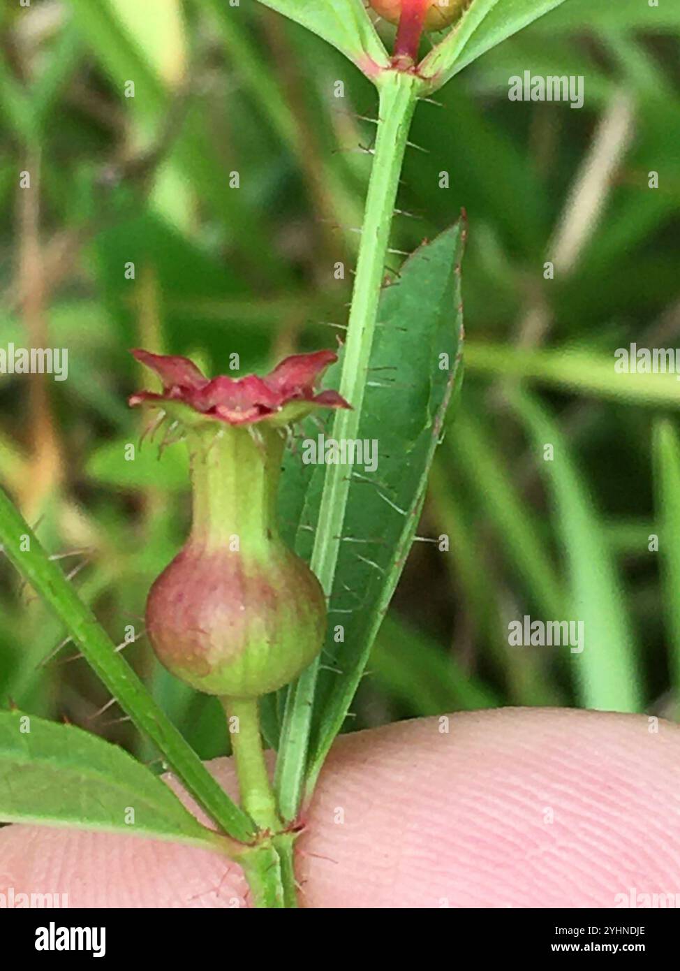 Maryland meadowbeauty (Rhexia mariana Stock Photo - Alamy