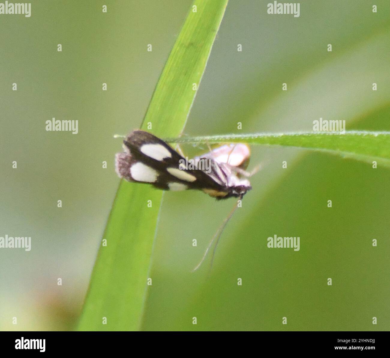 White spotted sable hi-res stock photography and images - Alamy