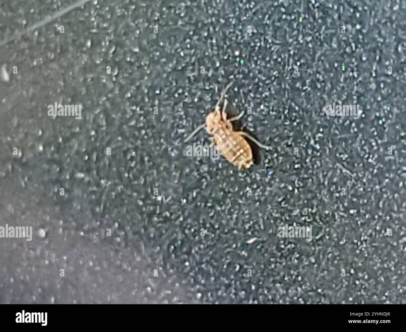 Granary Booklice (Trogiidae Stock Photo - Alamy