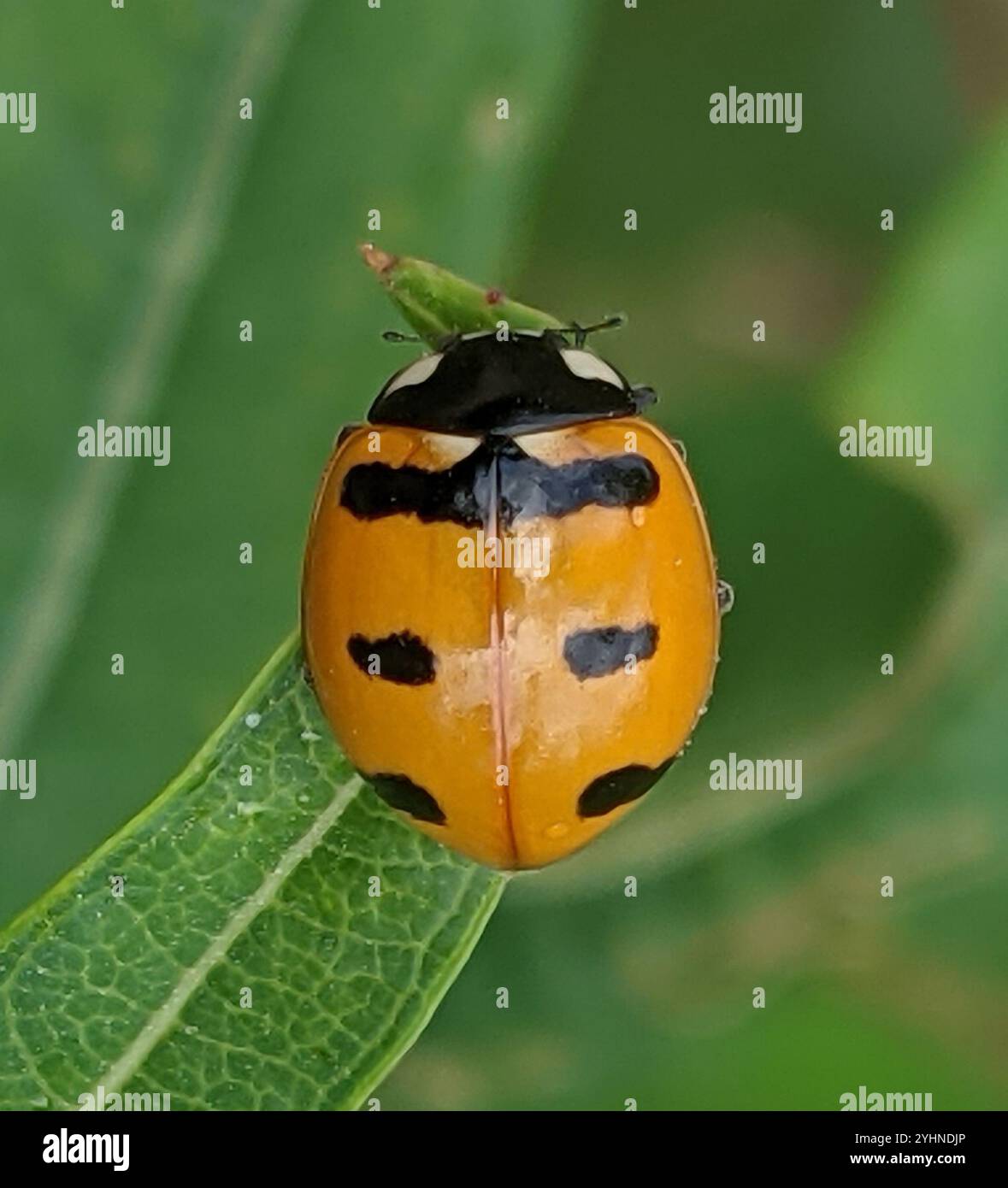 Transverse Lady Beetle (Coccinella transversoguttata Stock Photo - Alamy